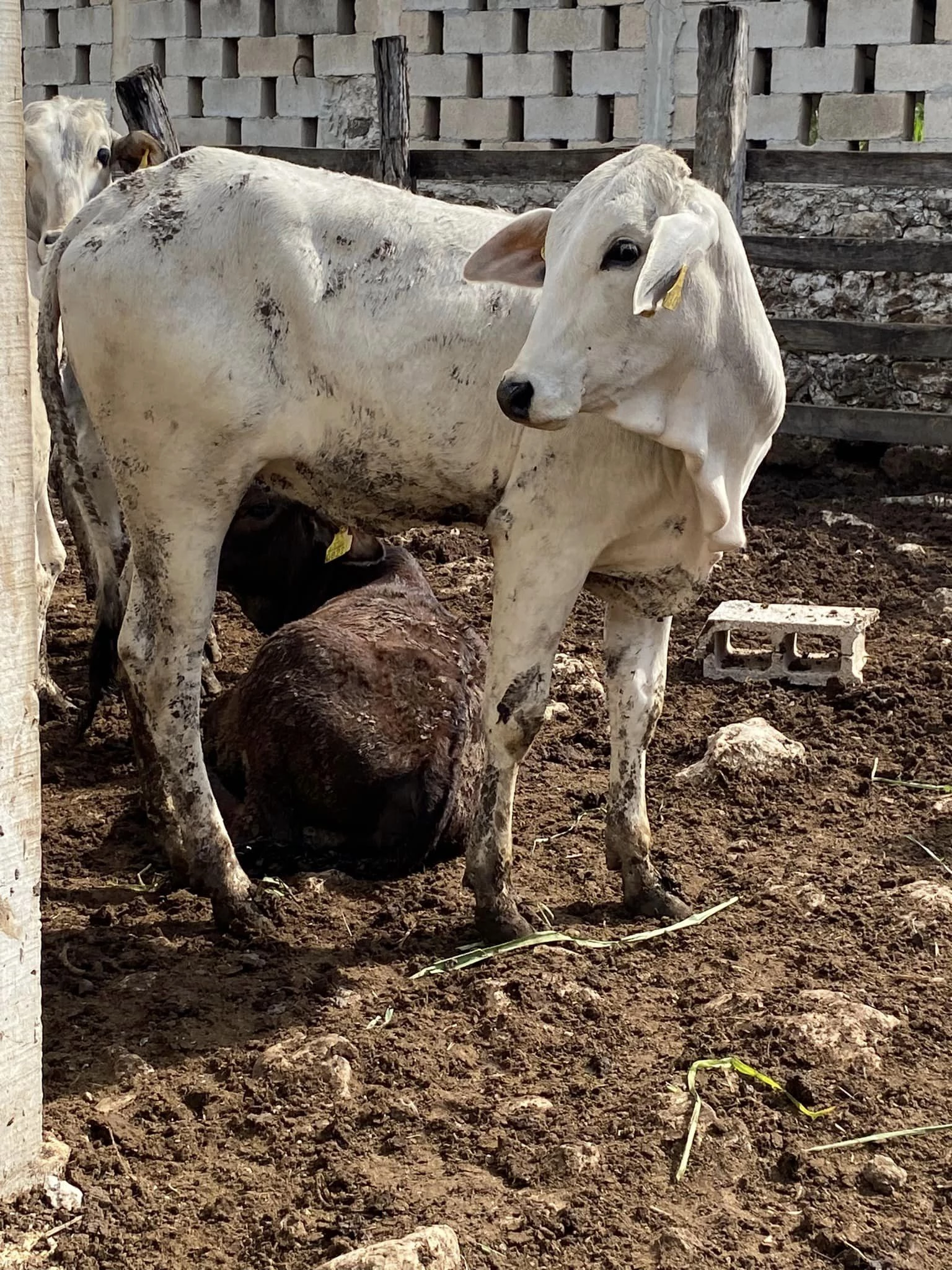 Ganado Yucatán Peninsular